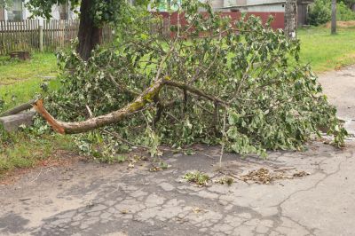 Efficient Tree Limb Pickup Services for a Clean, Safe Yard